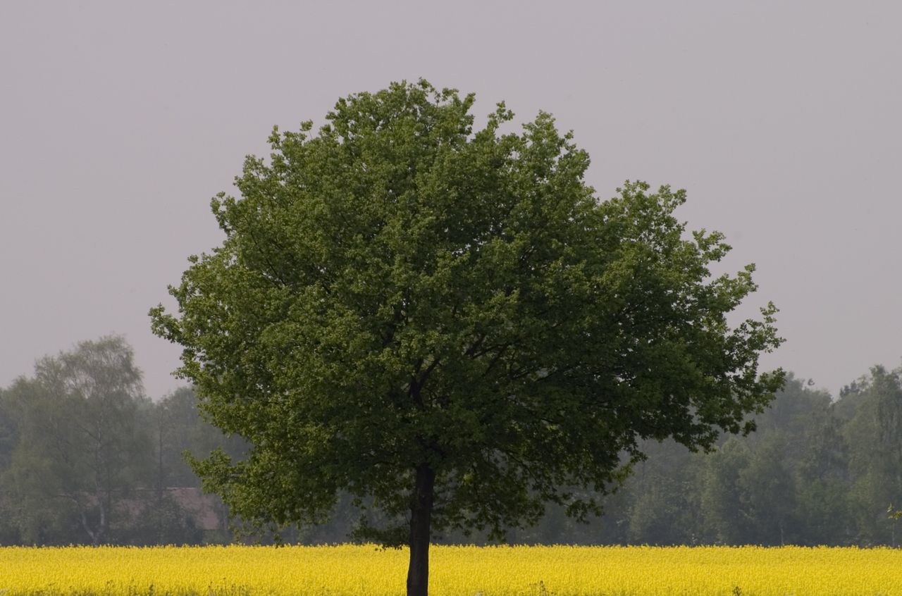 Heimatverein-Rieste, Heimatverein Rieste - Mein schönes Rieste